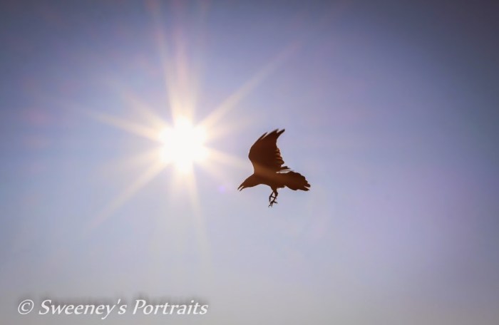 Hurricane Ridge Star Party Gallery | Olympic Astronomical Society